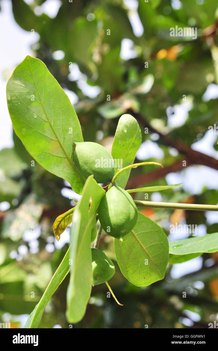 Terminalia trees -Fotos und -Bildmaterial in hoher Auflösung – Alamy