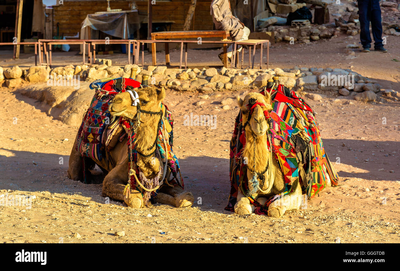 Beduinen und kamele -Fotos und -Bildmaterial in hoher Auflösung – Alamy