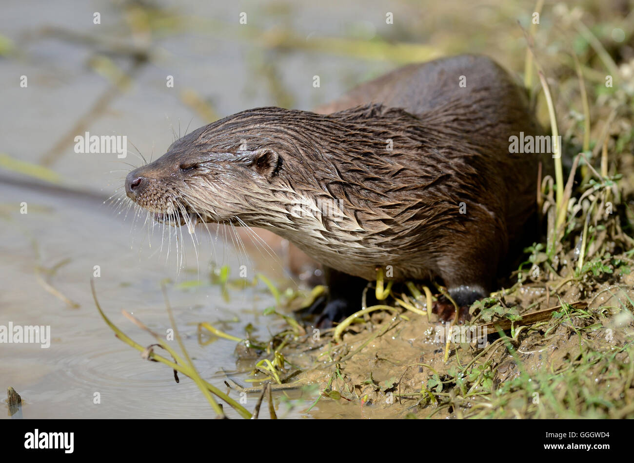 Otter nasses fell -Fotos und -Bildmaterial in hoher Auflösung – Alamy