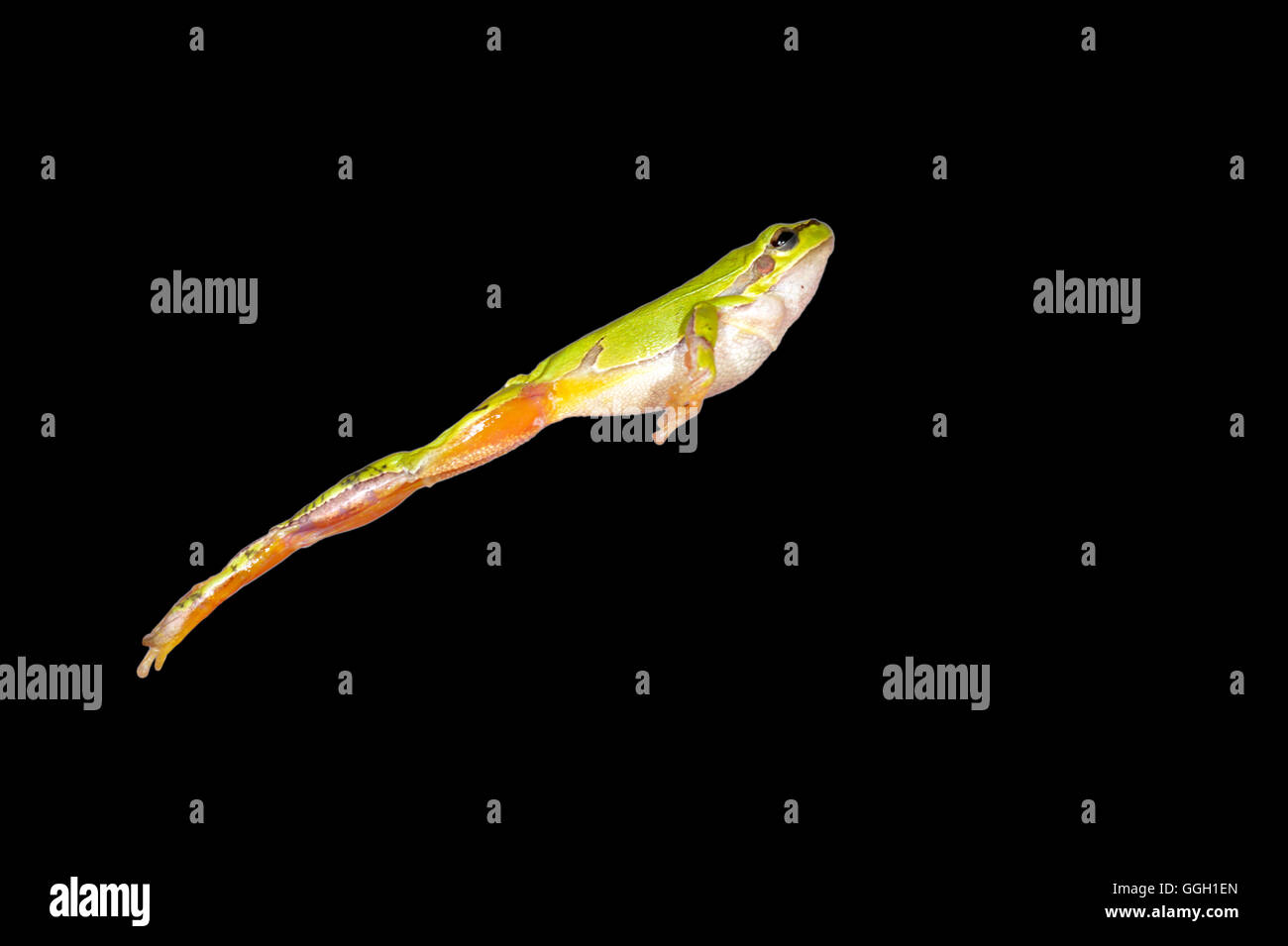 Hyla punctata Stockfotos und -bilder Kaufen - Alamy