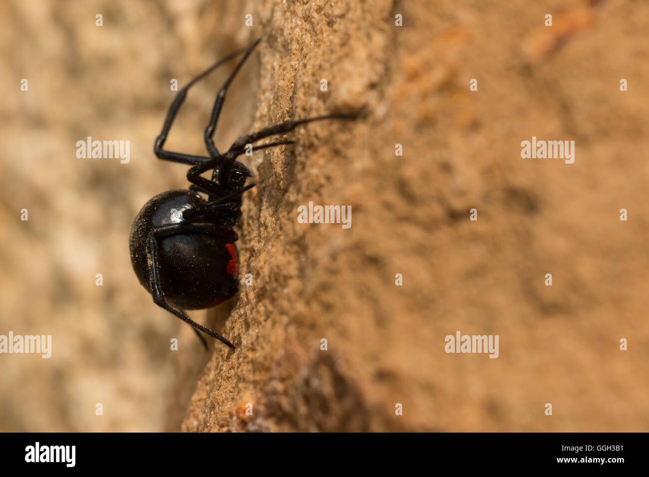 Weibliche schwarze Witwe Spinne - Latrodectus mactans Stockfotografie ...