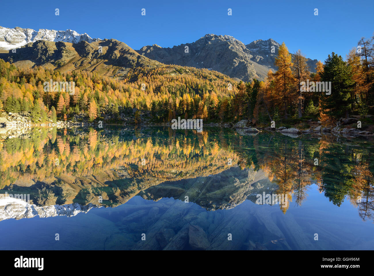 Scima da rugiul -Fotos und -Bildmaterial in hoher Auflösung – Alamy