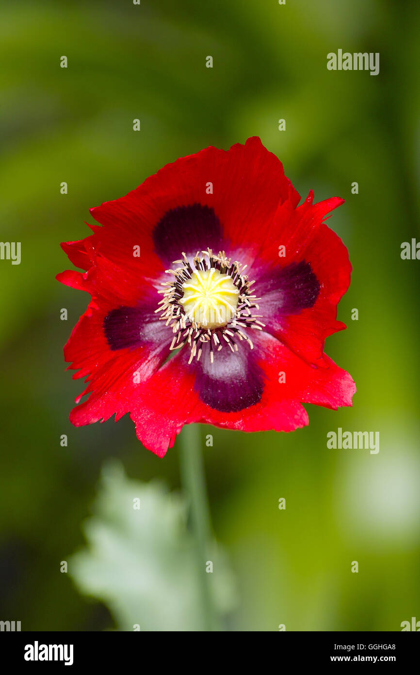 Roter Opium Mohn, Rote einjährige Mohn / Roter Schlafmohn, gefranste ...
