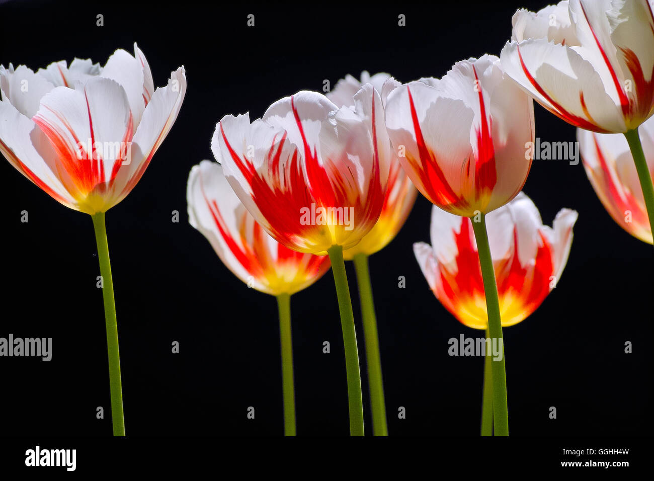 Tulip / Tulpe 'ice Follies" (tulipa Siebold.), historische gestreift ...