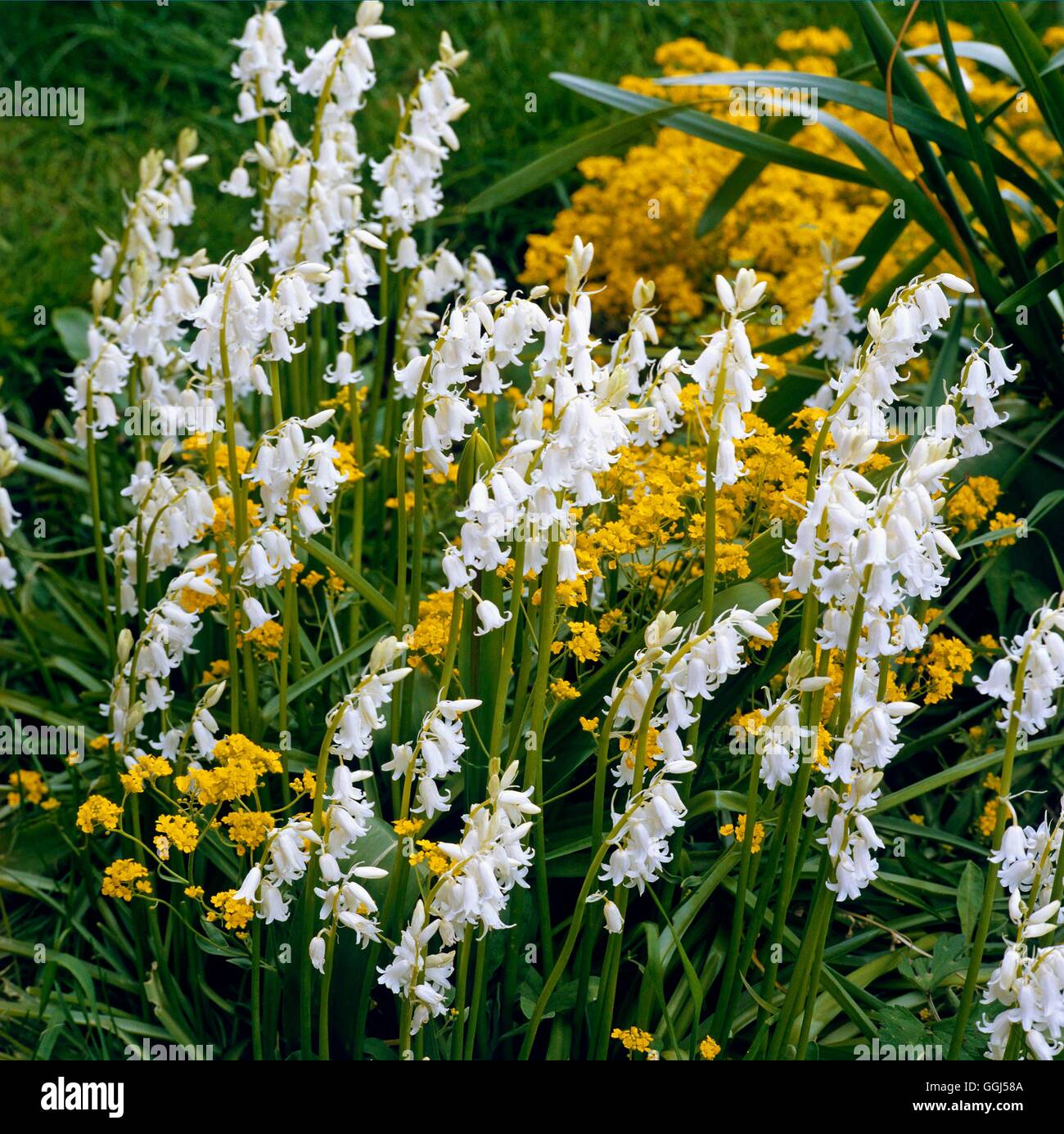 Hyacinthoides non scripta alba -Fotos und -Bildmaterial in hoher ...