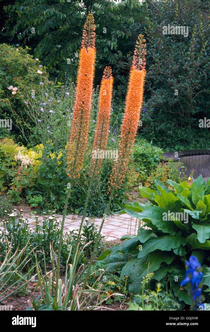Eremurus X isabellinus-'Cleopatra' BUL083752 Stockfotografie - Alamy