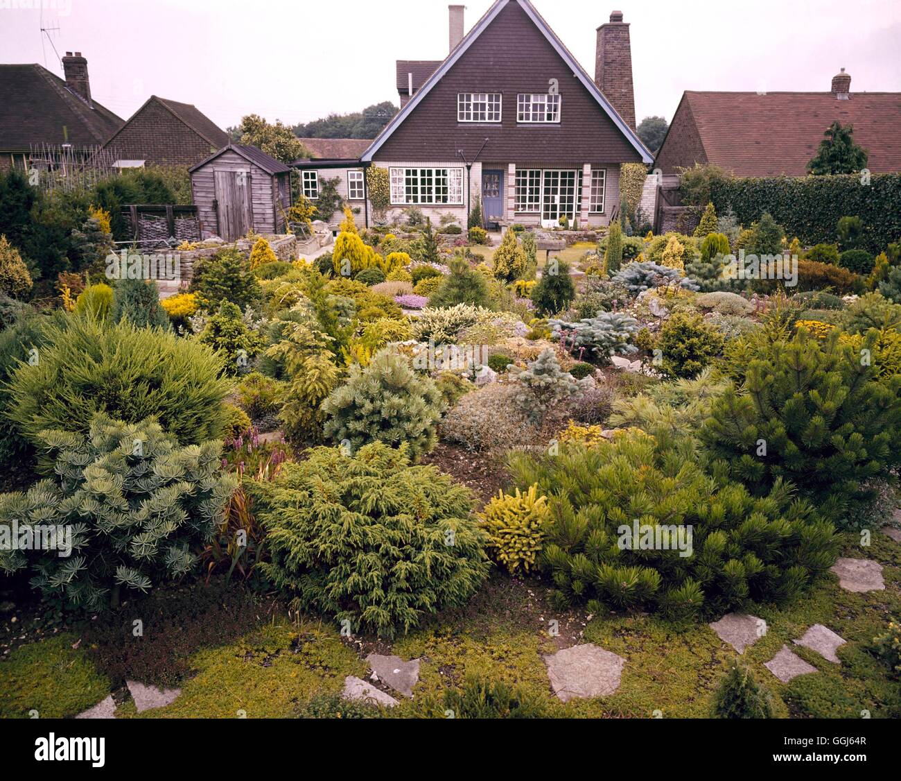 Nadelbaum nadelbäume -Fotos und -Bildmaterial in hoher Auflösung – Alamy
