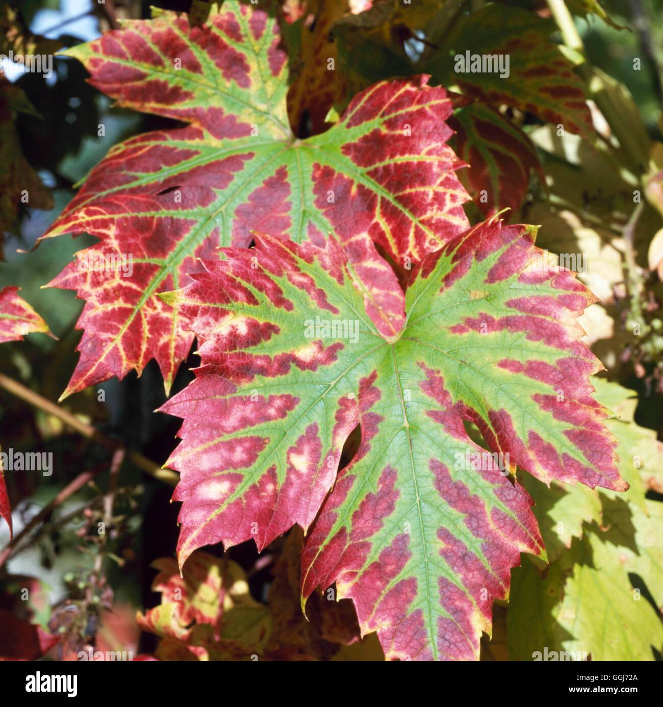 Vitis brant -Fotos und -Bildmaterial in hoher Auflösung – Alamy