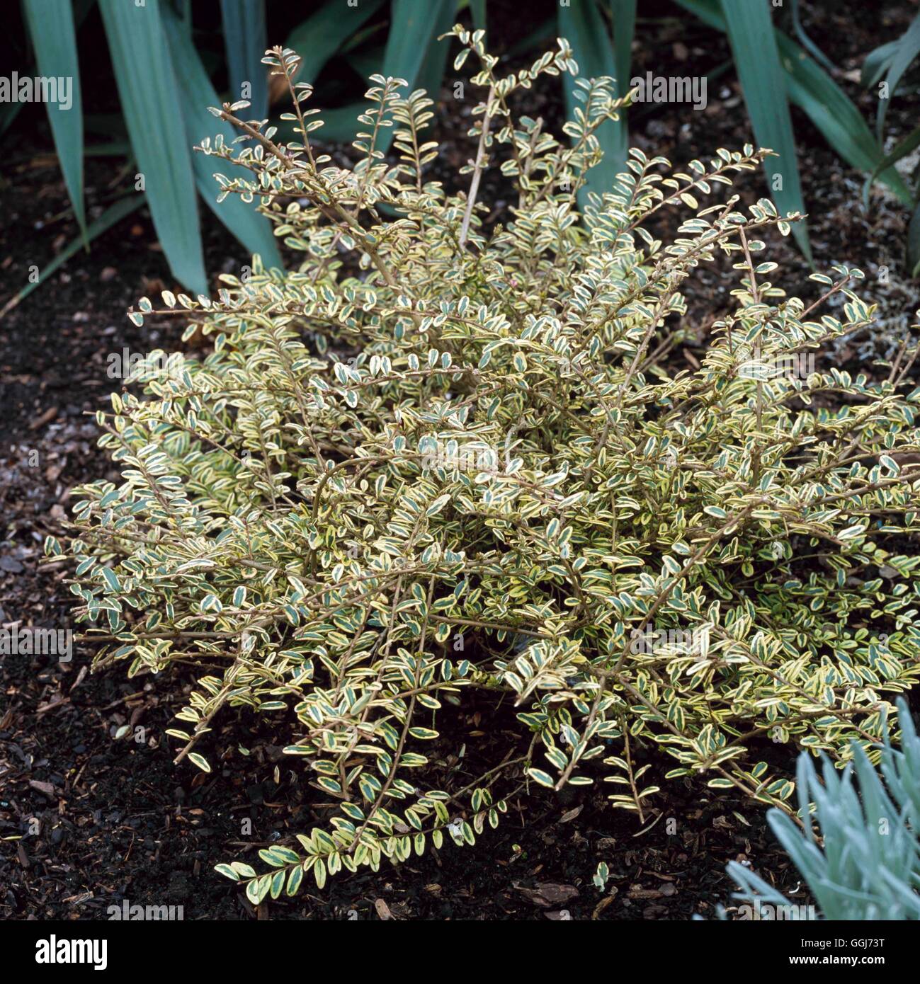 Lonicera nitida -Fotos und -Bildmaterial in hoher Auflösung – Alamy