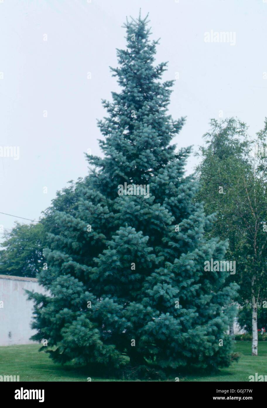 Abies Concolor AGM. -Weiße Tanne '' Colorado Tanne ''' CON042414 ...