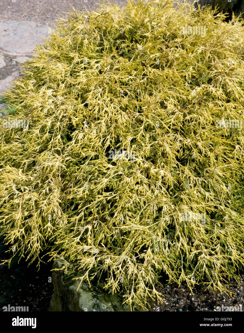 Chamaecyparis Pisifera - 'Golden Mop' CON052444 Stockfotografie - Alamy