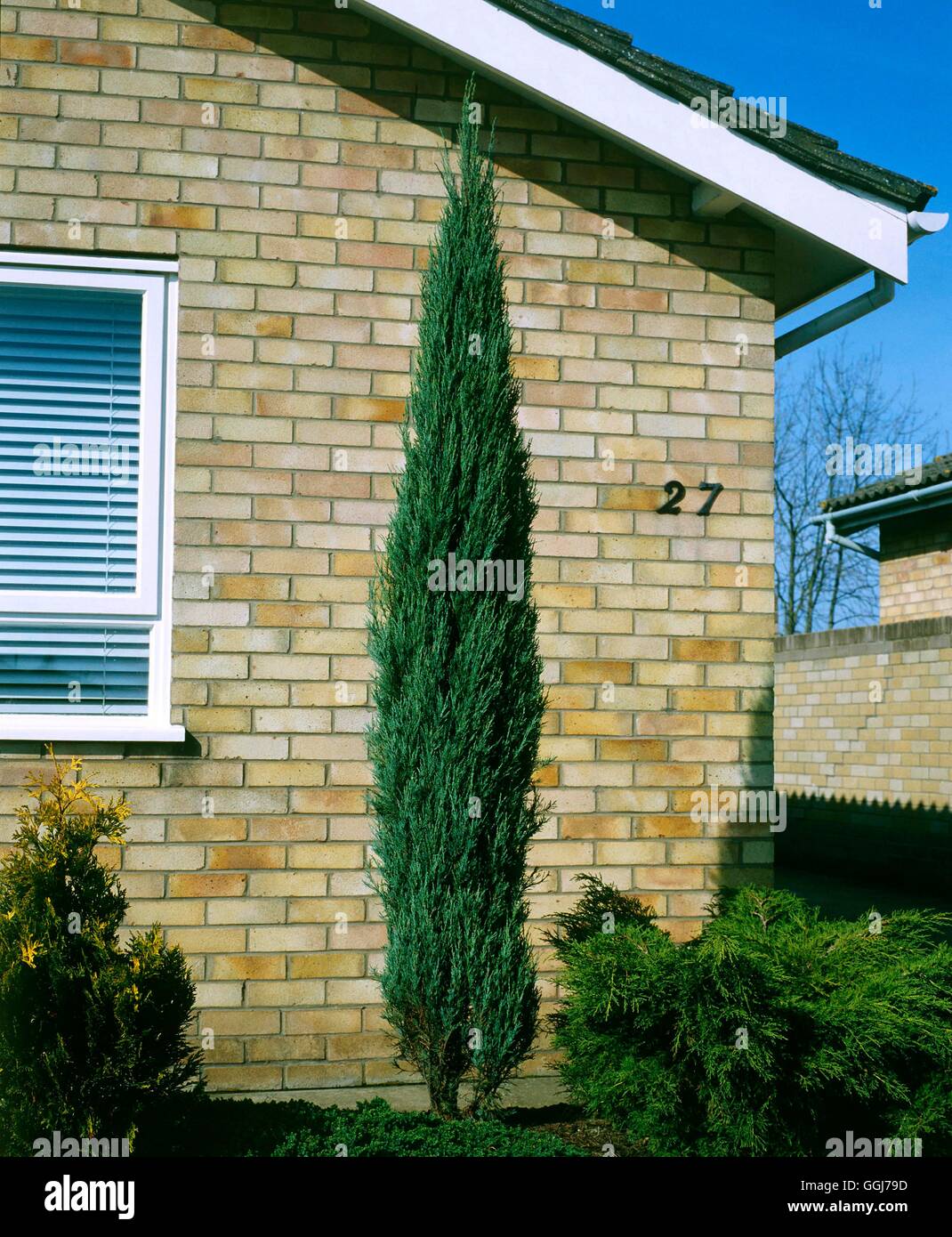 Juniperus virginiana skyrocket -Fotos und -Bildmaterial in hoher ...