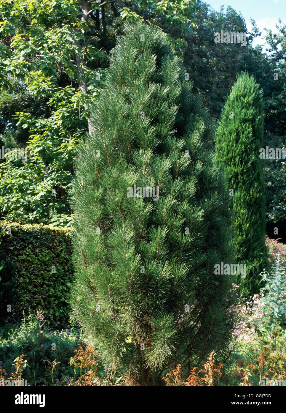 Pinus Nigra SSP. Pallaseana var. Pyramidalis CON112140 Stockfotografie ...