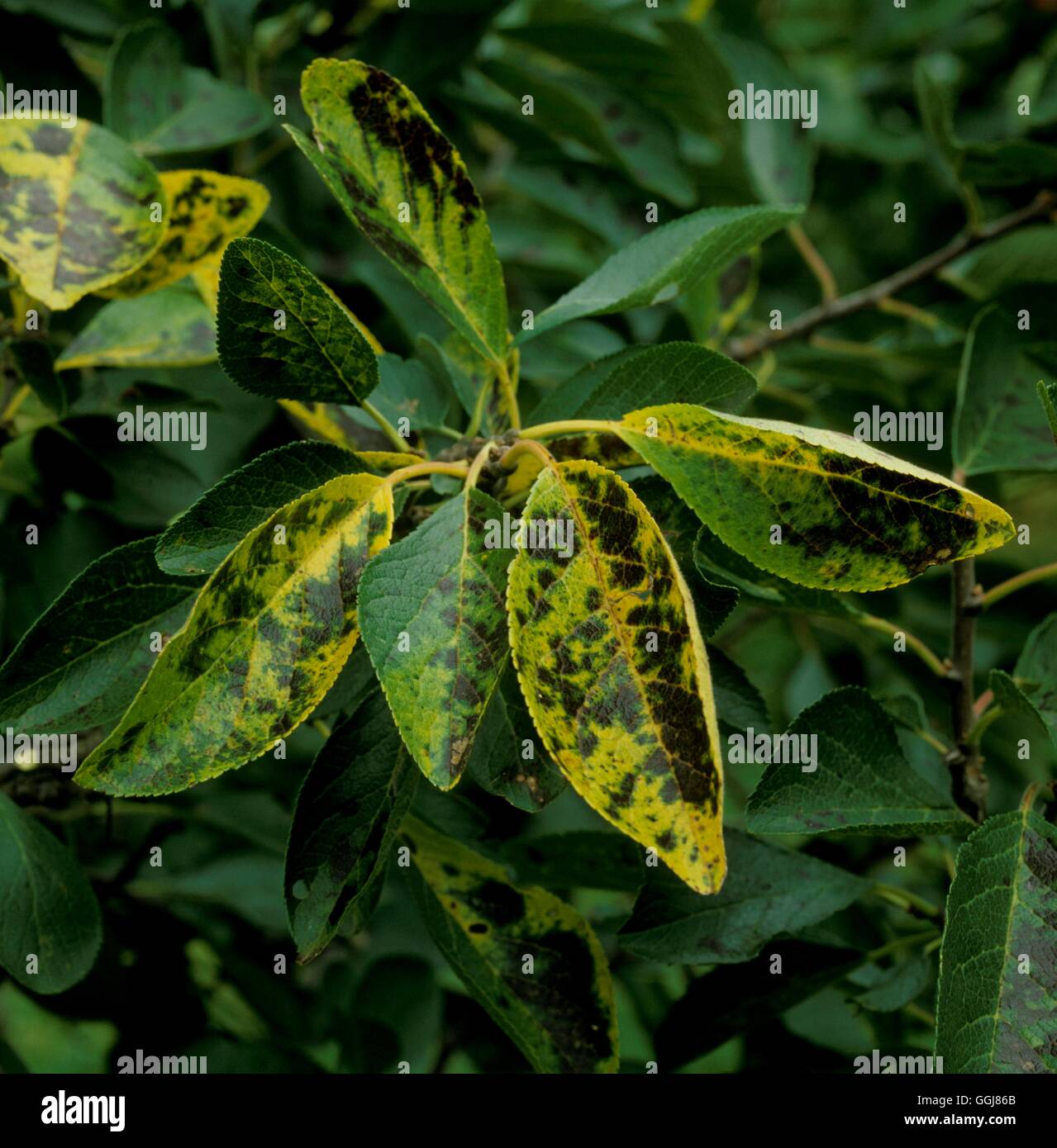 Mineral Deficiency Magnesium Deficiency On Stockfotos und -bilder ...