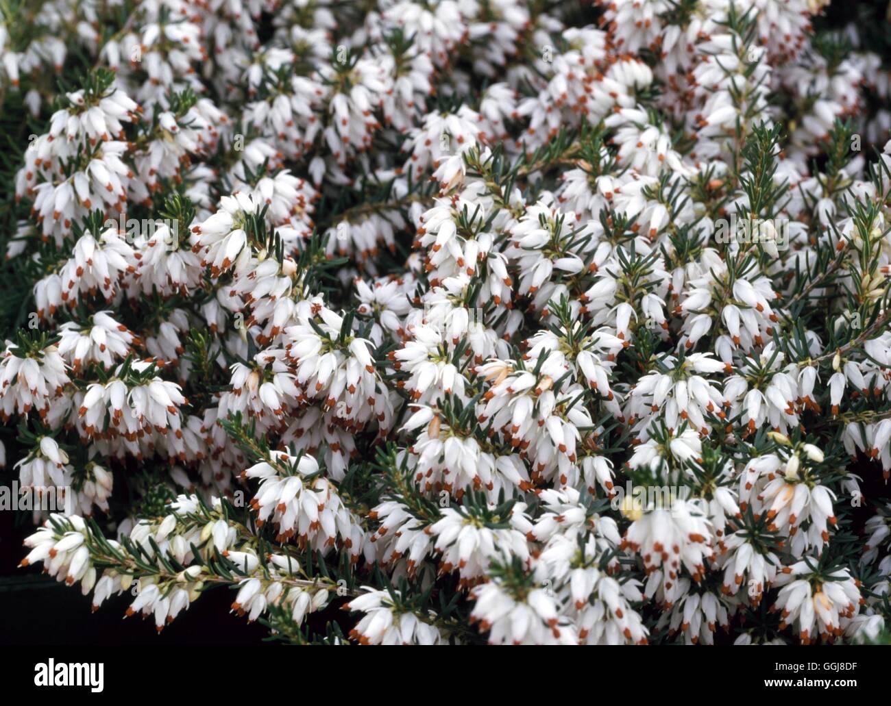 Erica Carnea - "Isabell" ERC087528 Stockfotografie - Alamy