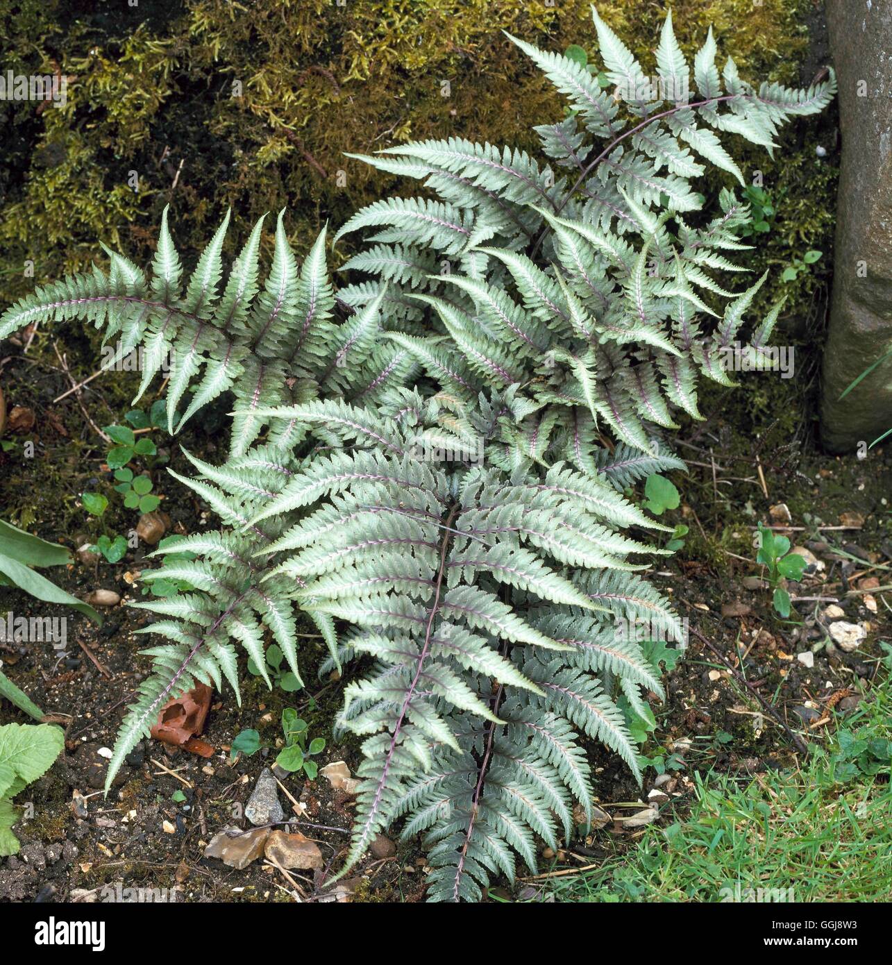 Athyrium niponicum metallicum -Fotos und -Bildmaterial in hoher ...