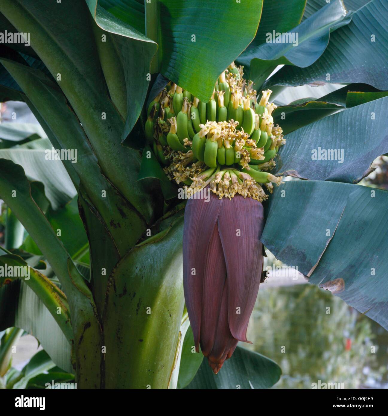 Zwerg Cavendish Banane Stockfotos und -bilder Kaufen - Alamy