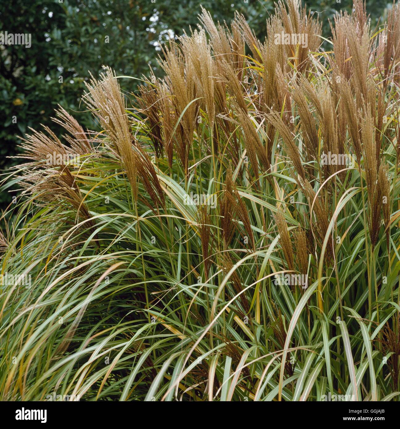 Miscanthus sinensis rotsilber -Fotos und -Bildmaterial in hoher ...