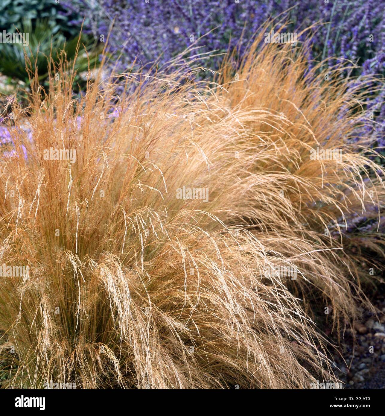 Stipa tenuissima grass ornamental -Fotos und -Bildmaterial in hoher ...