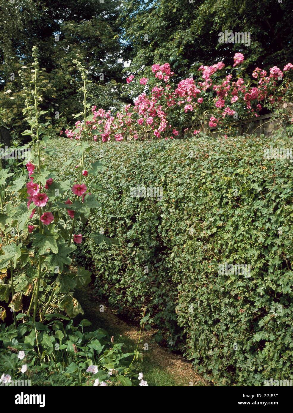 Wunderbar Acer Campestre Hecke Fotos