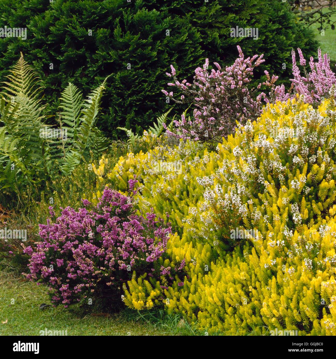 September im garten -Fotos und -Bildmaterial in hoher Auflösung – Alamy