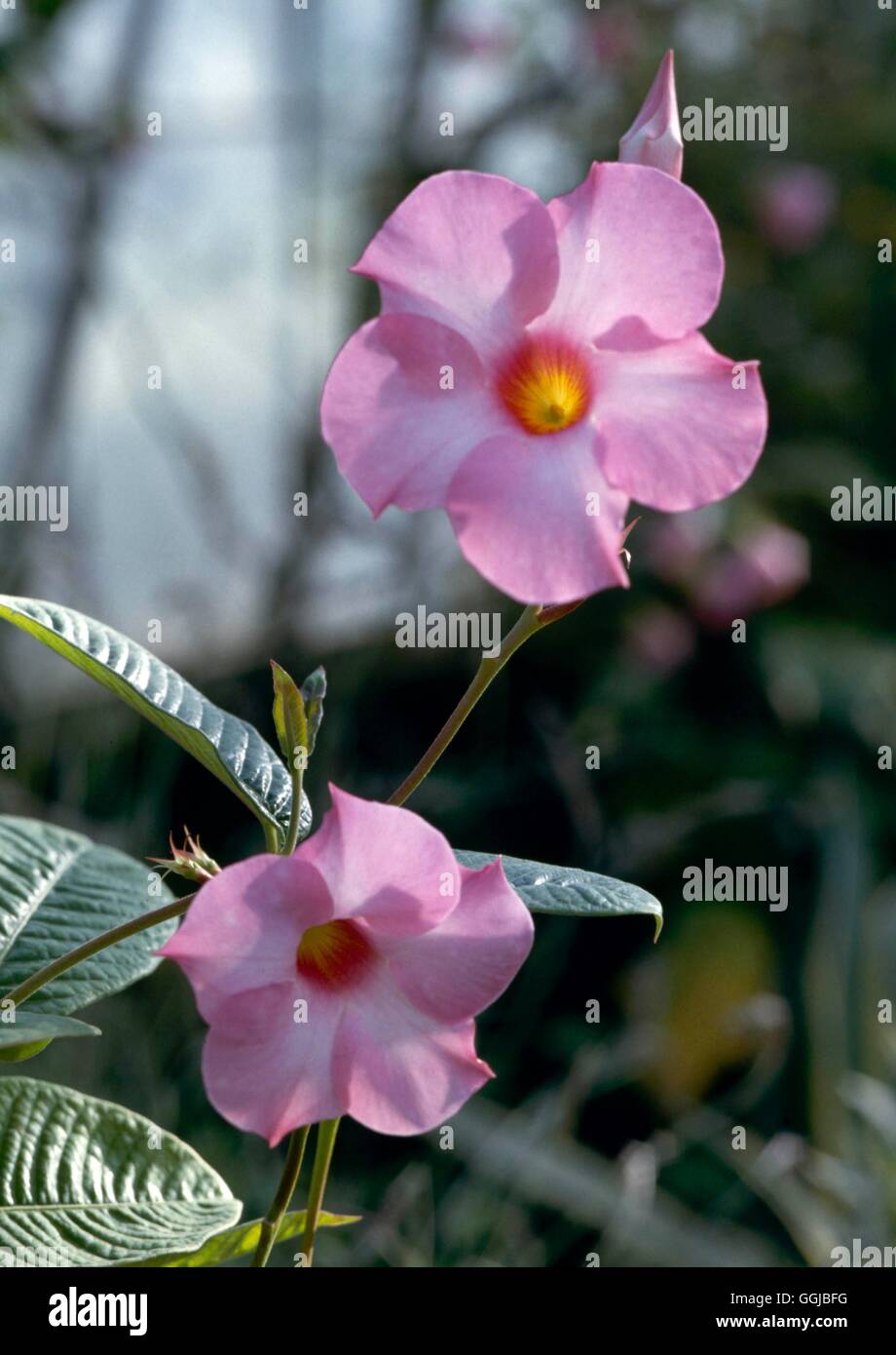 Mandevilla splendens -Fotos und -Bildmaterial in hoher Auflösung – Alamy