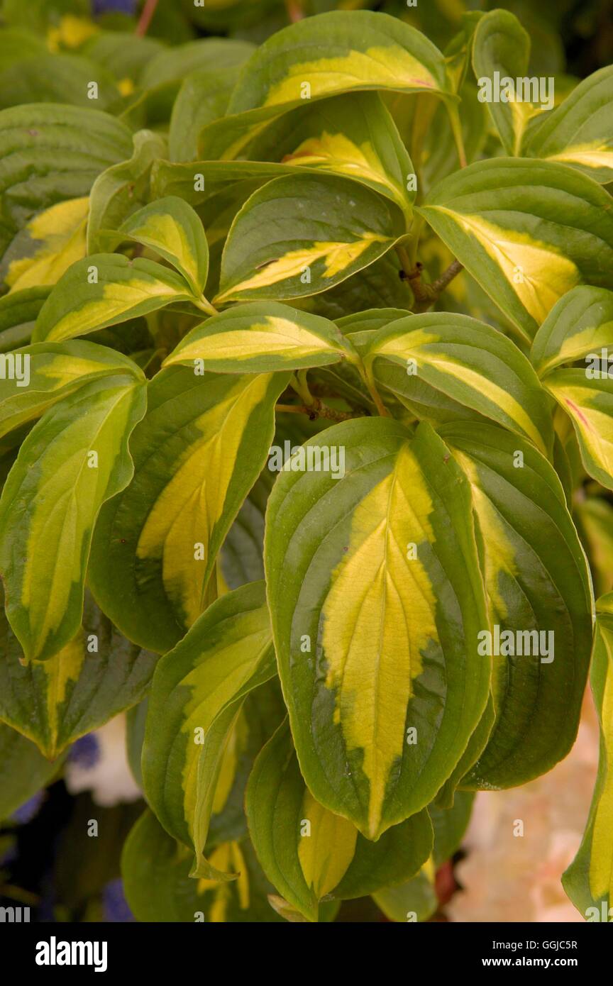 Cornus kousa gold star -Fotos und -Bildmaterial in hoher Auflösung – Alamy