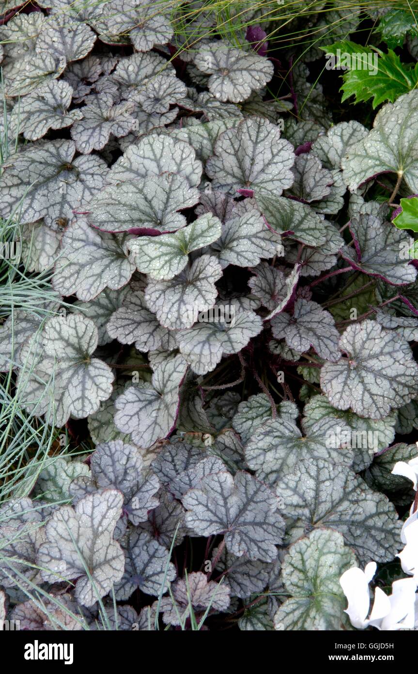 Heuchera silberne rollen -Fotos und -Bildmaterial in hoher Auflösung ...