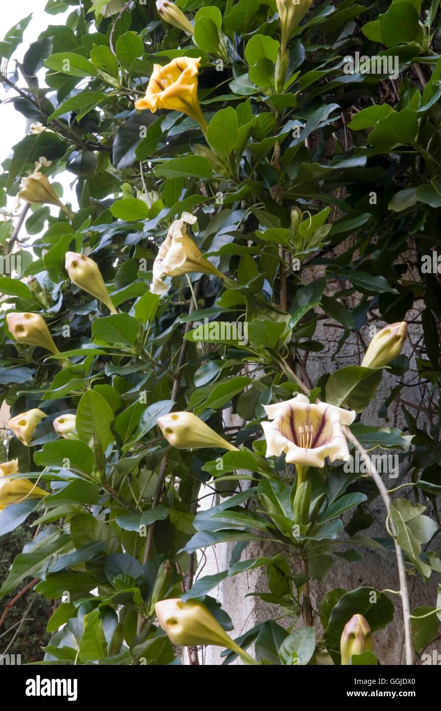 Solandra nitida -Fotos und -Bildmaterial in hoher Auflösung – Alamy