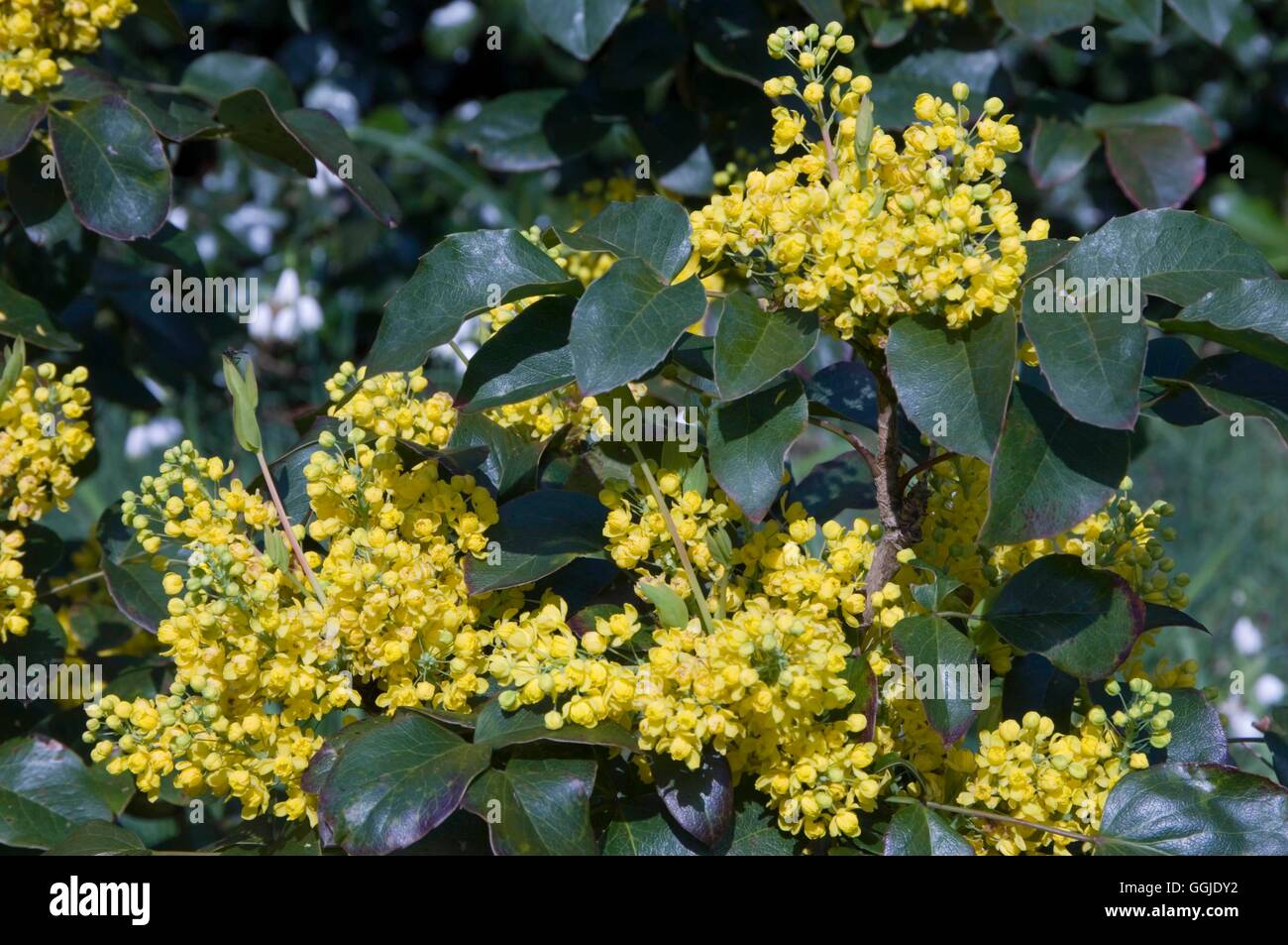 Mahonia repens -Fotos und -Bildmaterial in hoher Auflösung – Alamy