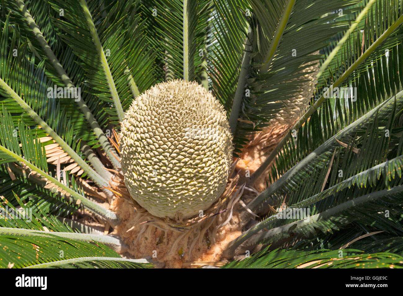 Sago Palm Cycas Revoluta Closeup Stockfotos und -bilder Kaufen - Alamy