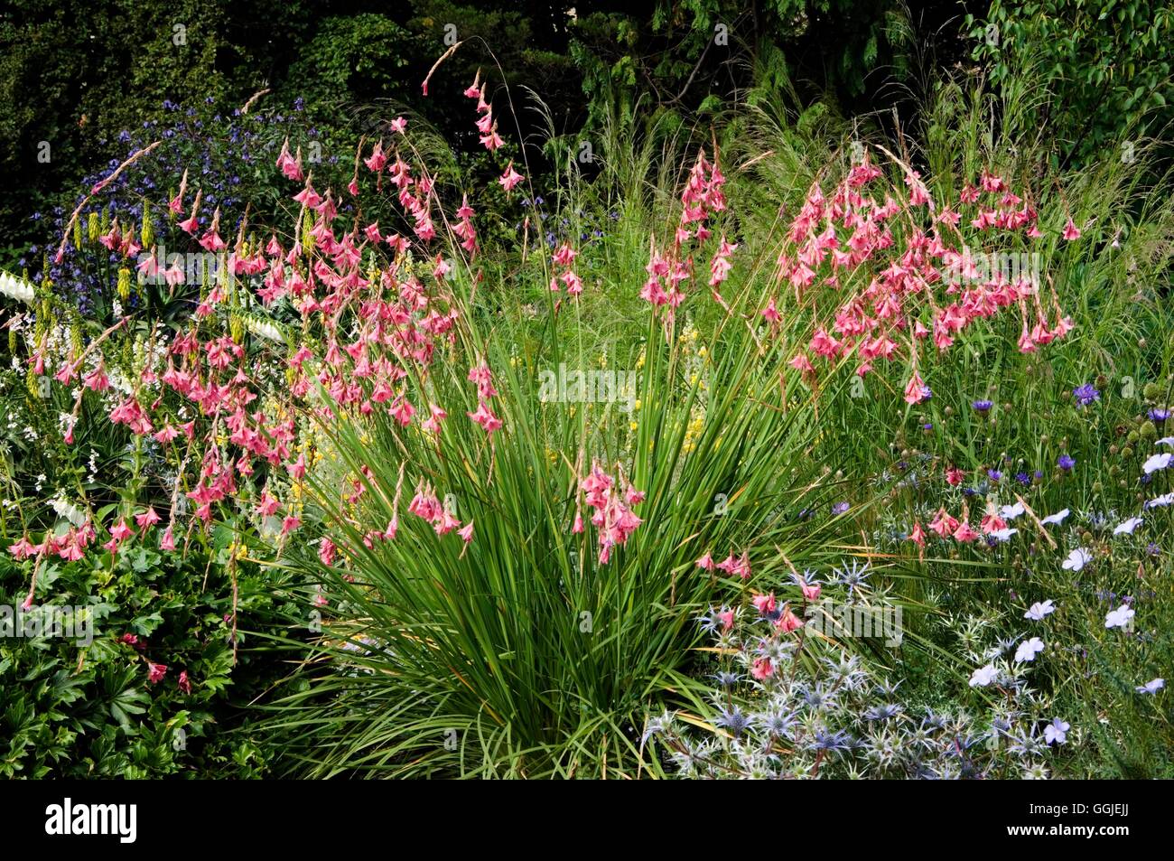 Dierama igneum -Fotos und -Bildmaterial in hoher Auflösung – Alamy