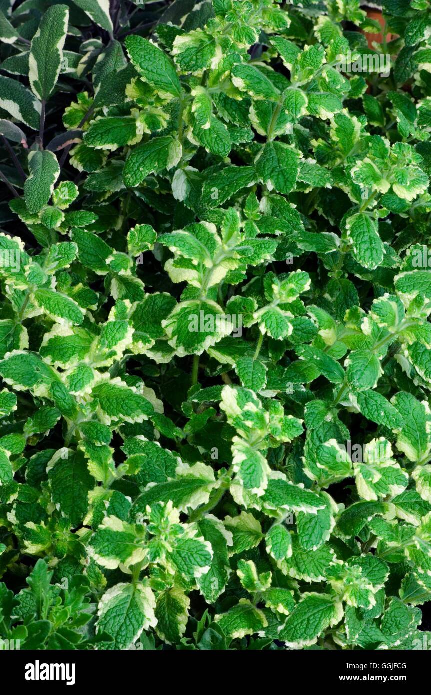 Mentha suaveolens variegata -Fotos und -Bildmaterial in hoher Auflösung ...