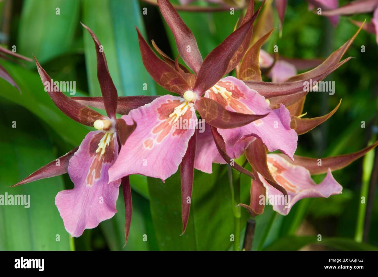 Königliche robe -Fotos und -Bildmaterial in hoher Auflösung – Alamy