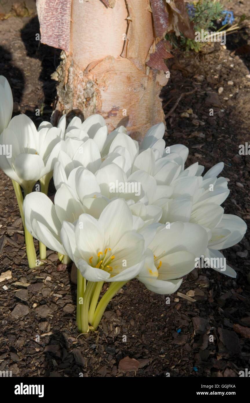 Colchicum speciosum album -Fotos und -Bildmaterial in hoher Auflösung ...