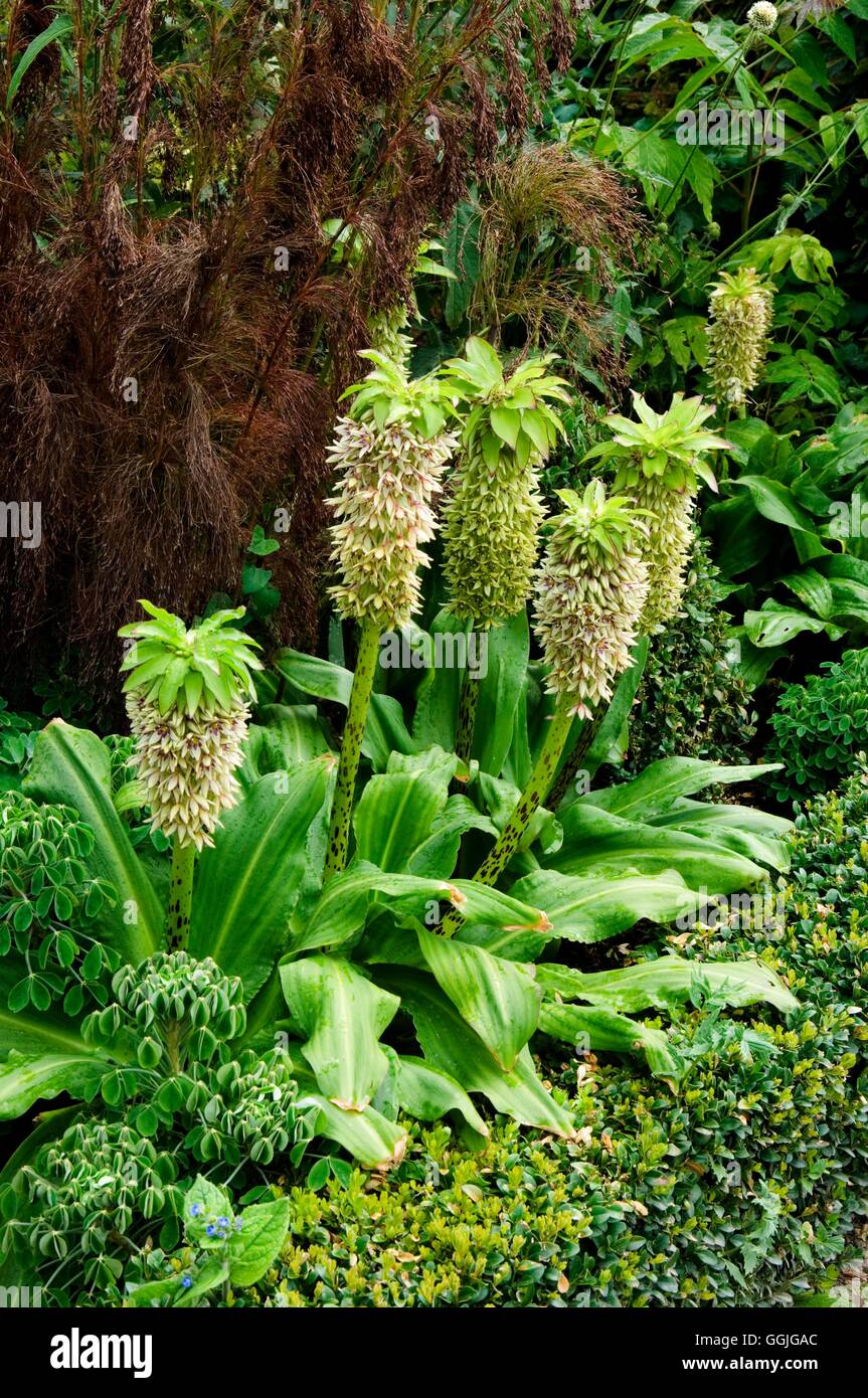 Bi colour -Fotos und -Bildmaterial in hoher Auflösung – Alamy