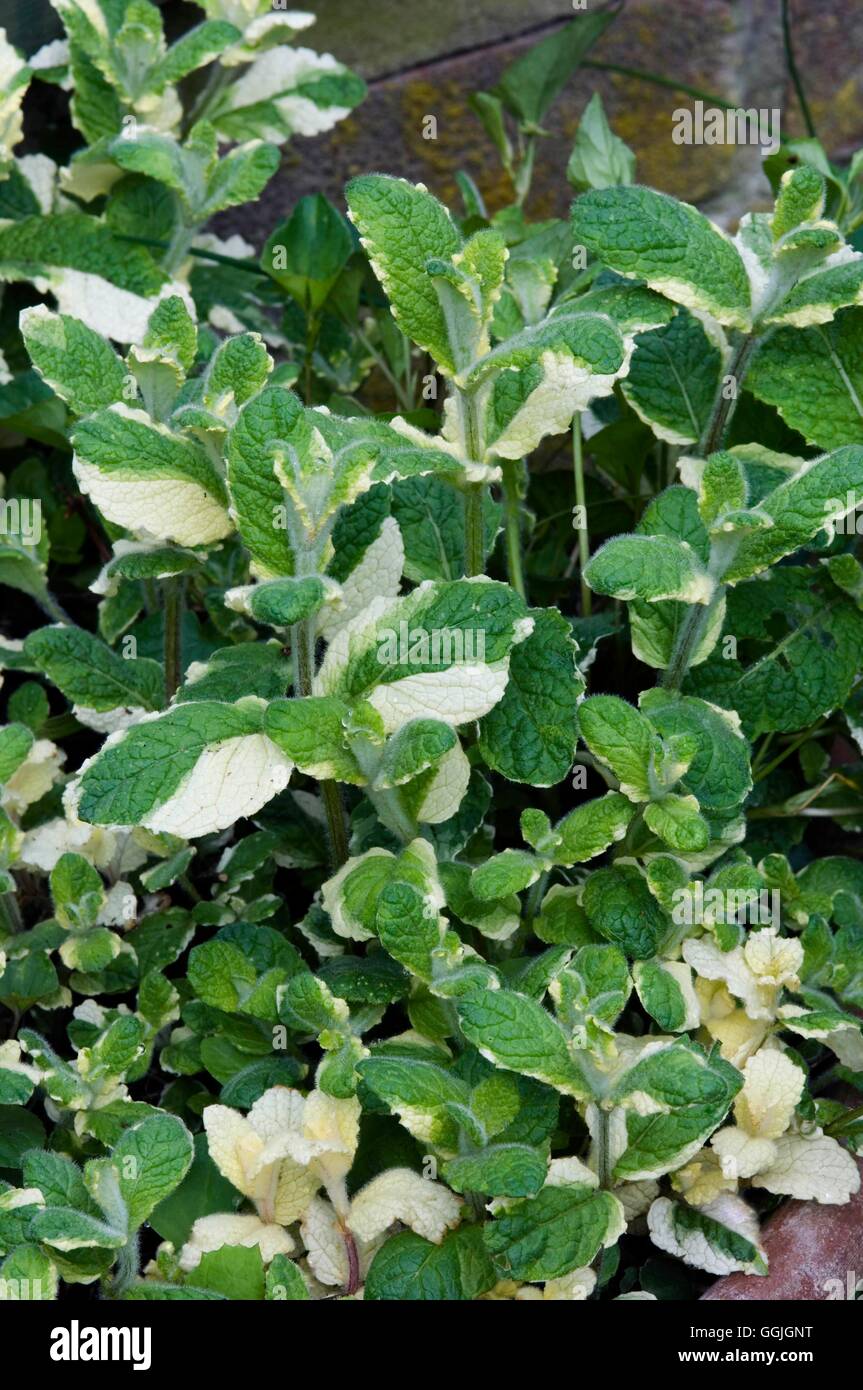 Mentha variegata -Fotos und -Bildmaterial in hoher Auflösung – Alamy