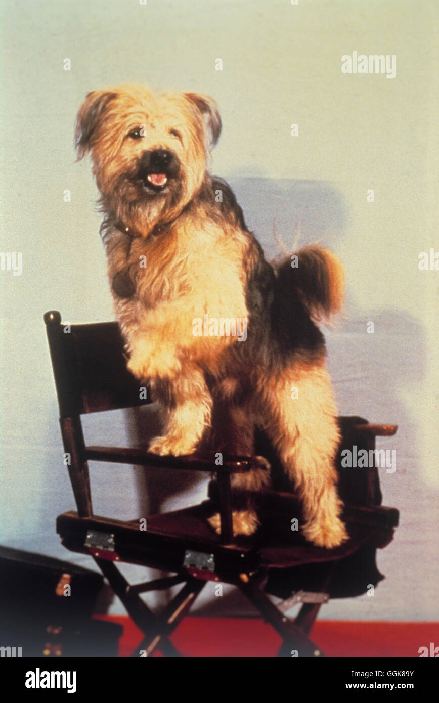BOOMER, DER STREUNER / hier ist Boomer USA 1980 / Michael Caffey, Larry ...
