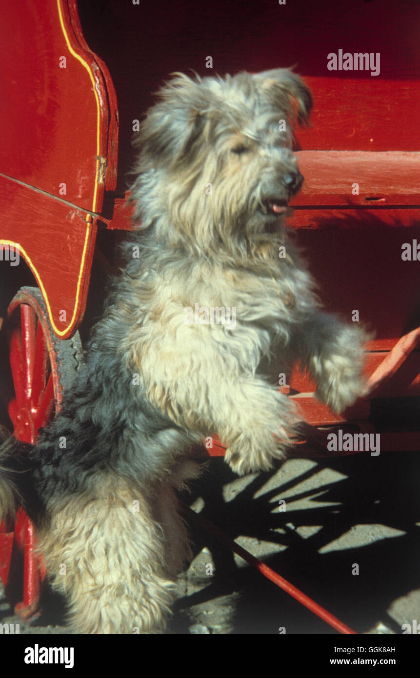 BOOMER, DER STREUNER / hier ist Boomer USA 1980 / Michael Caffey, Larry ...