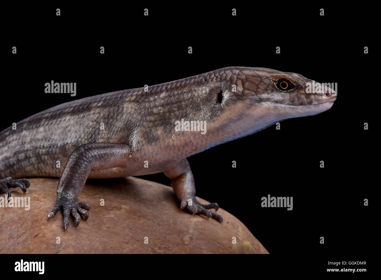 Porträt solomon insel -Fotos und -Bildmaterial in hoher Auflösung – Alamy