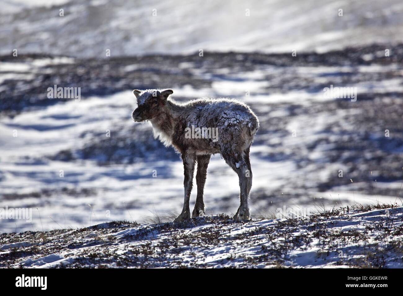 Kalb Rentier Stockfotos und -bilder Kaufen - Alamy