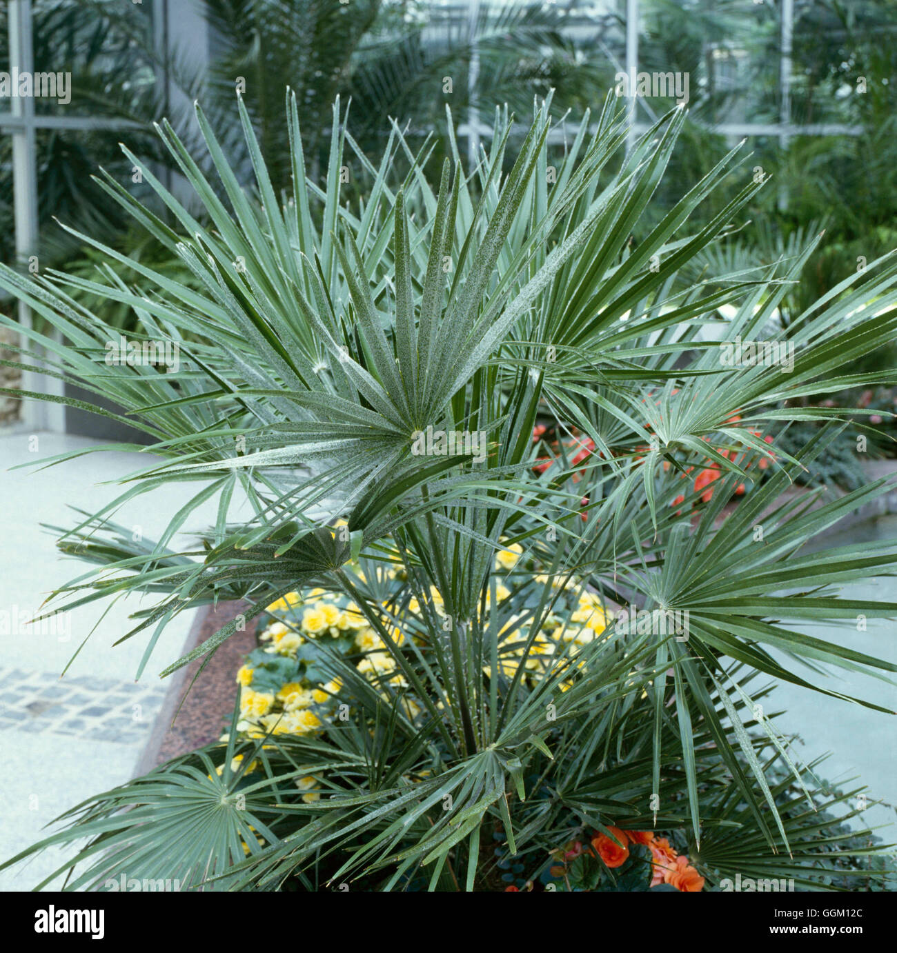 Chamaerops humilis palme -Fotos und -Bildmaterial in hoher Auflösung – Alamy