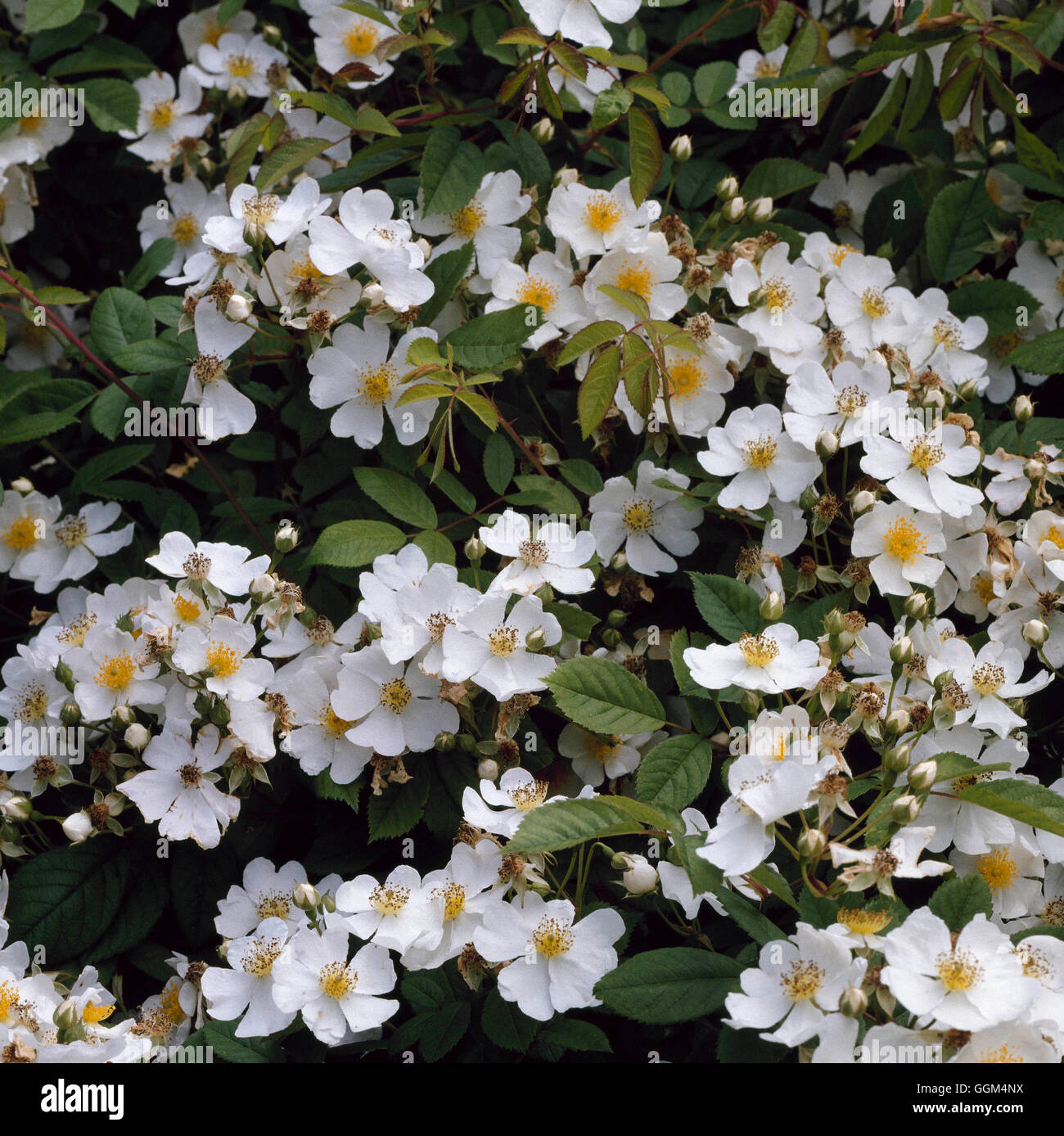 Rosa Arvensis - Feld-Rose (Specie)'' ' RSP070044 ' Stockfotografie - Alamy