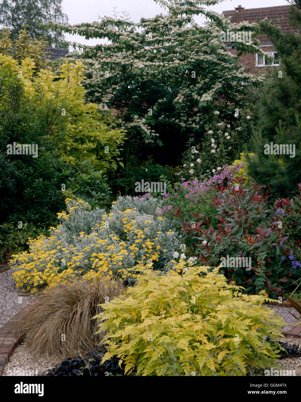Strauch-Garten - mit Rubus Cockburnianus "Golden Vale" Brachyglottis ...