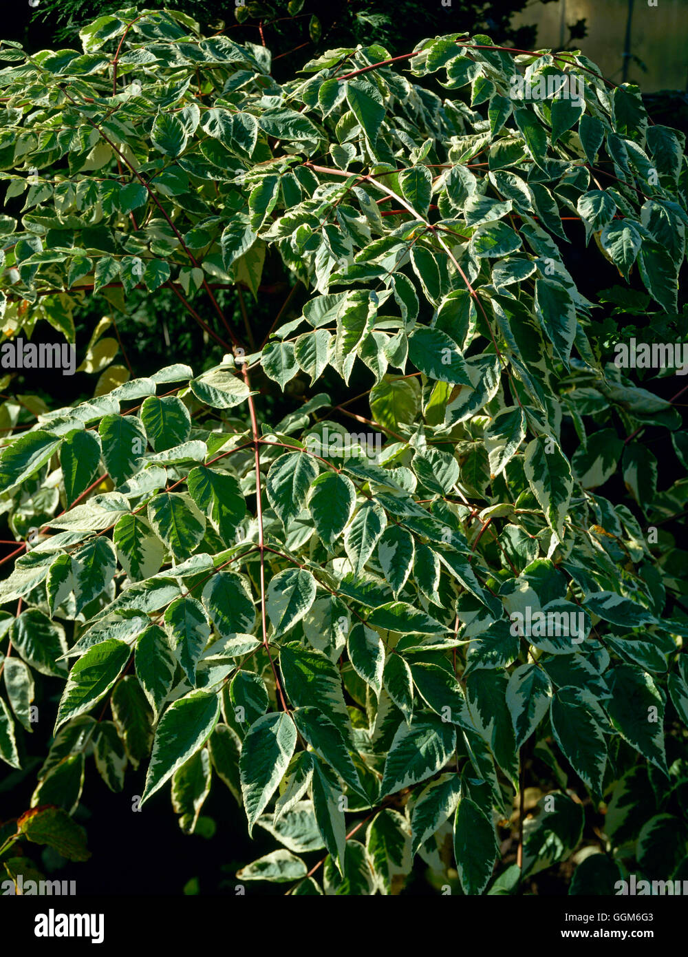 Aralia elata variegata -Fotos und -Bildmaterial in hoher Auflösung – Alamy
