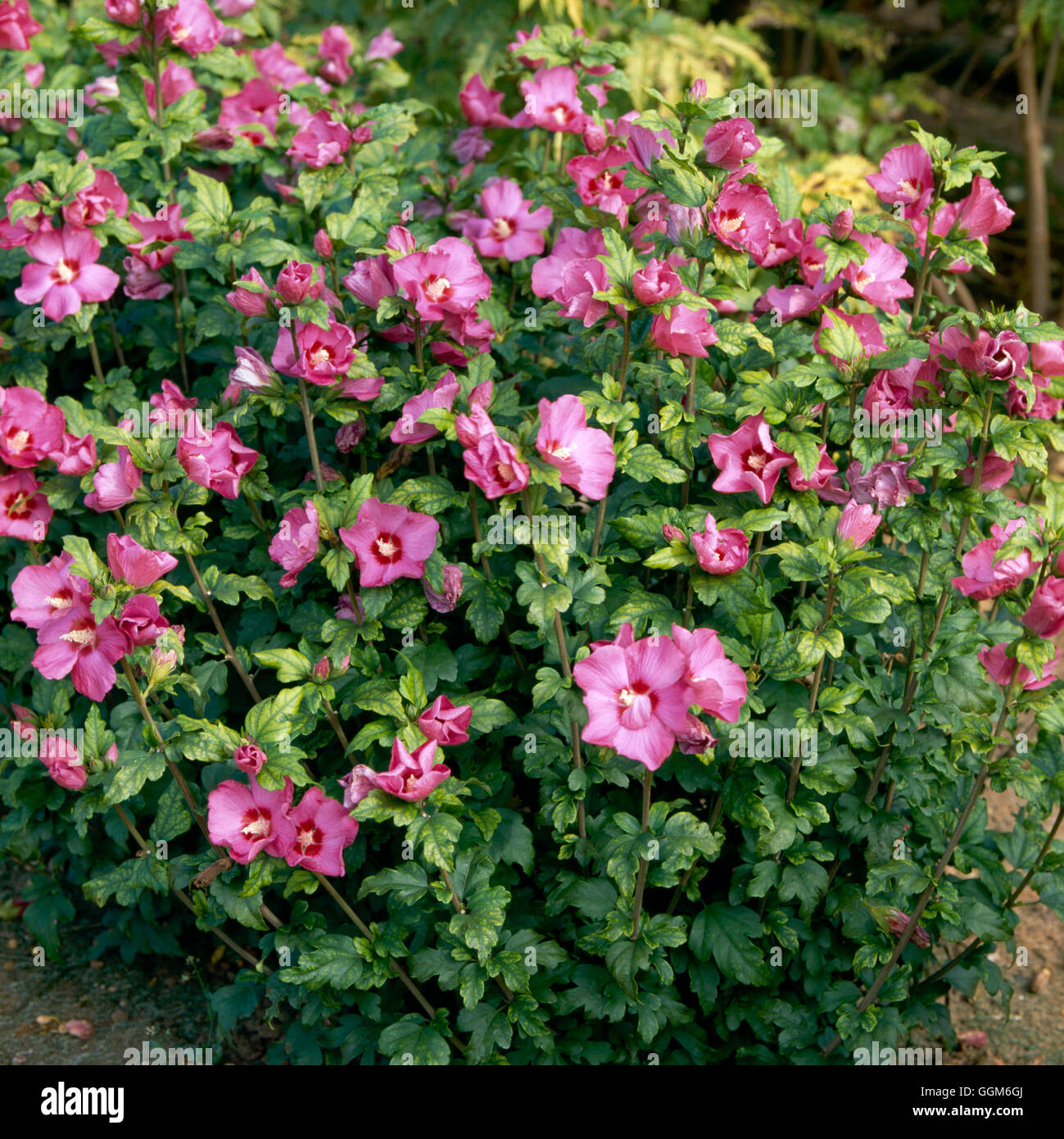 Hibiscus Syriacus Woodbridge AGM TRS002891 Stockfotografie Alamy