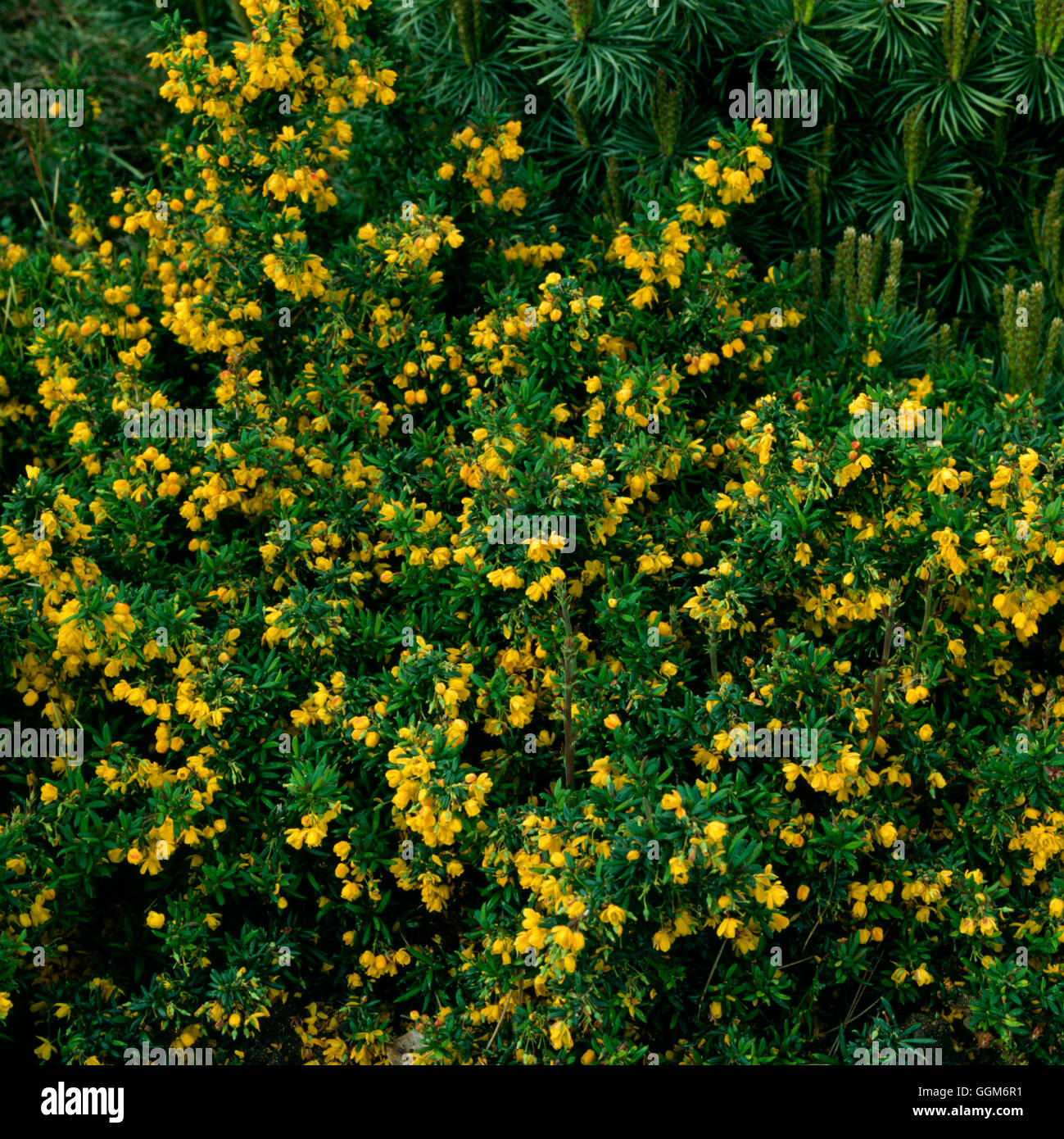 Berberis x stenophylla corallina compacta -Fotos und -Bildmaterial in ...
