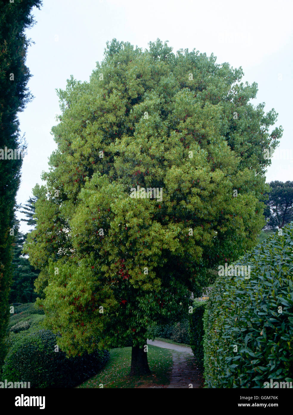 Cinnamomum Camphora - Kampfer-Baum TRS022874 Stockfotografie - Alamy