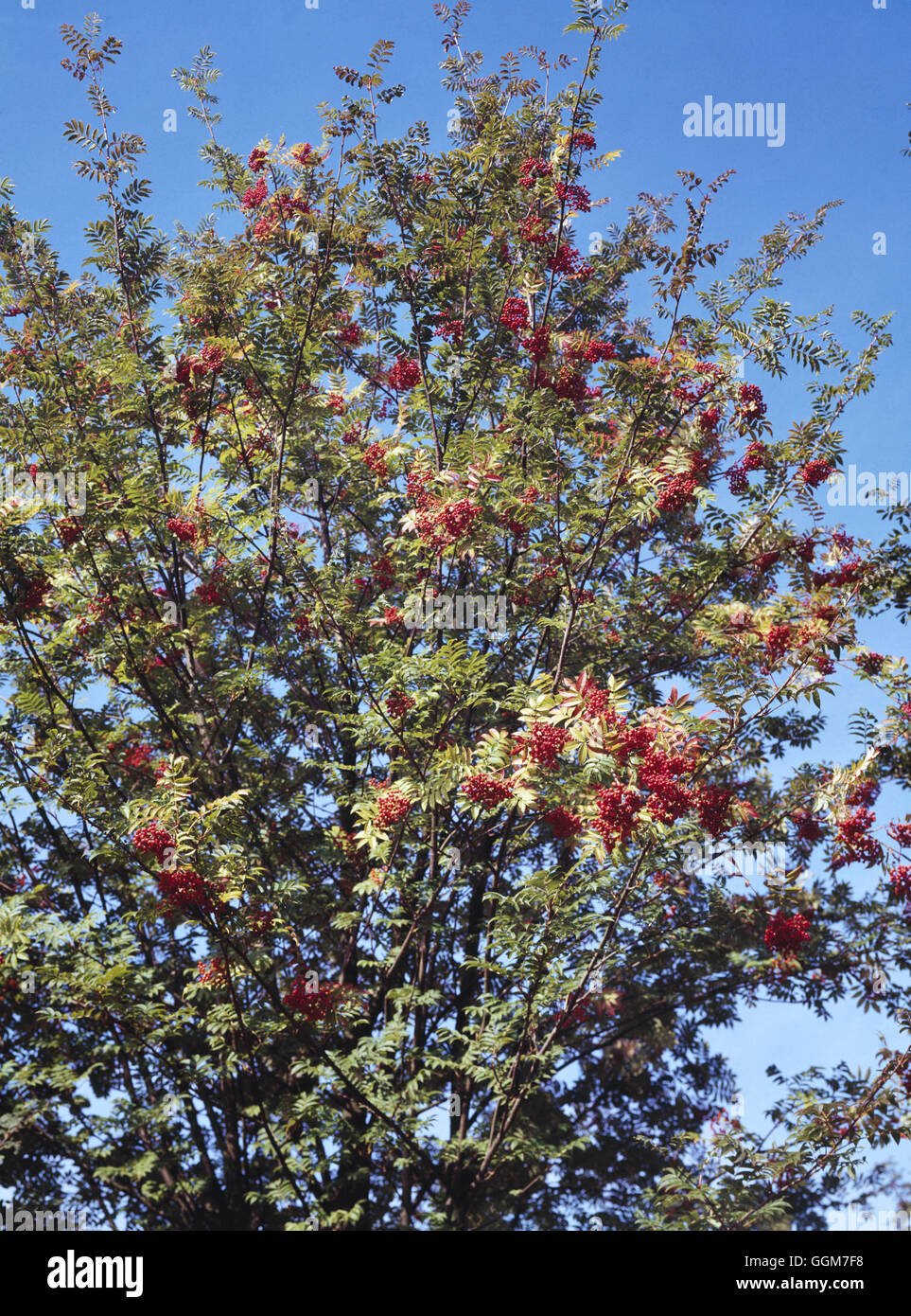 Sorbus commixta embley -Fotos und -Bildmaterial in hoher Auflösung – Alamy