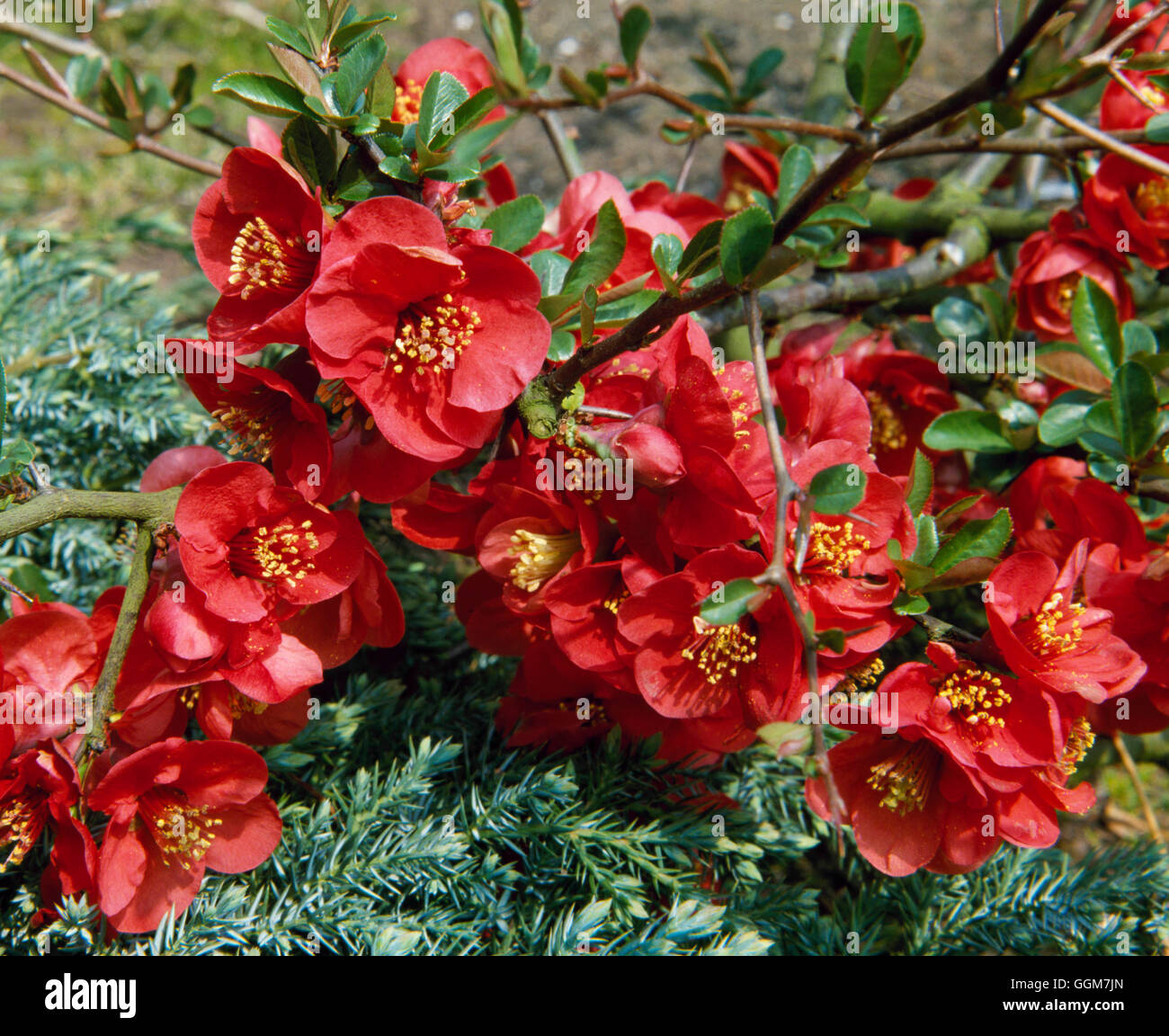 Chaenomeles japonica purpur gold -Fotos und -Bildmaterial in hoher ...
